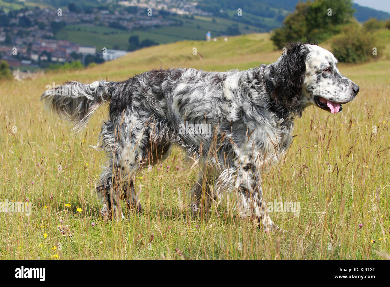 Setter laverack hi-res stock photography and images - Alamy