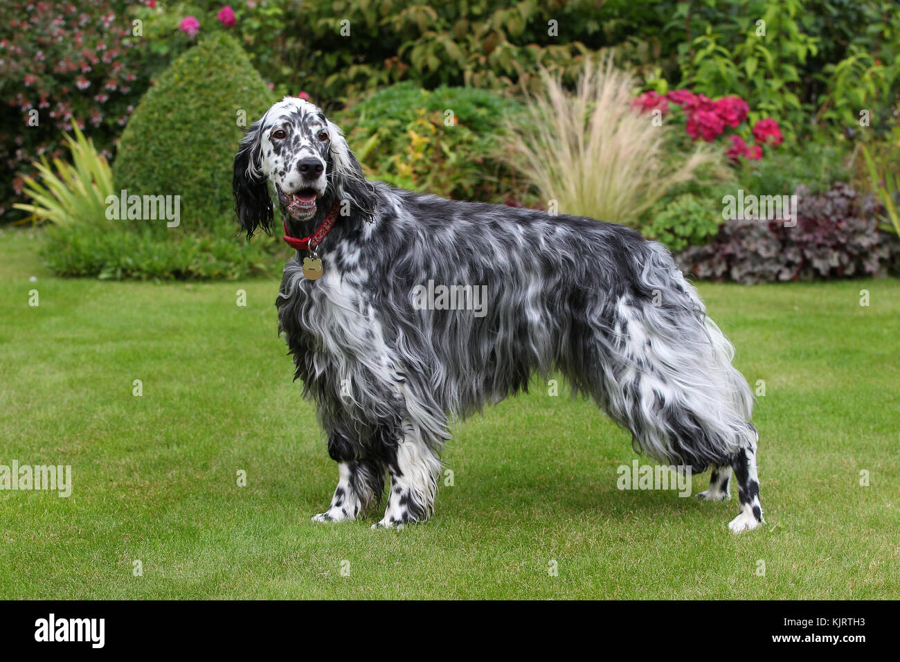 Laverack High Resolution Stock Photography and Images - Alamy