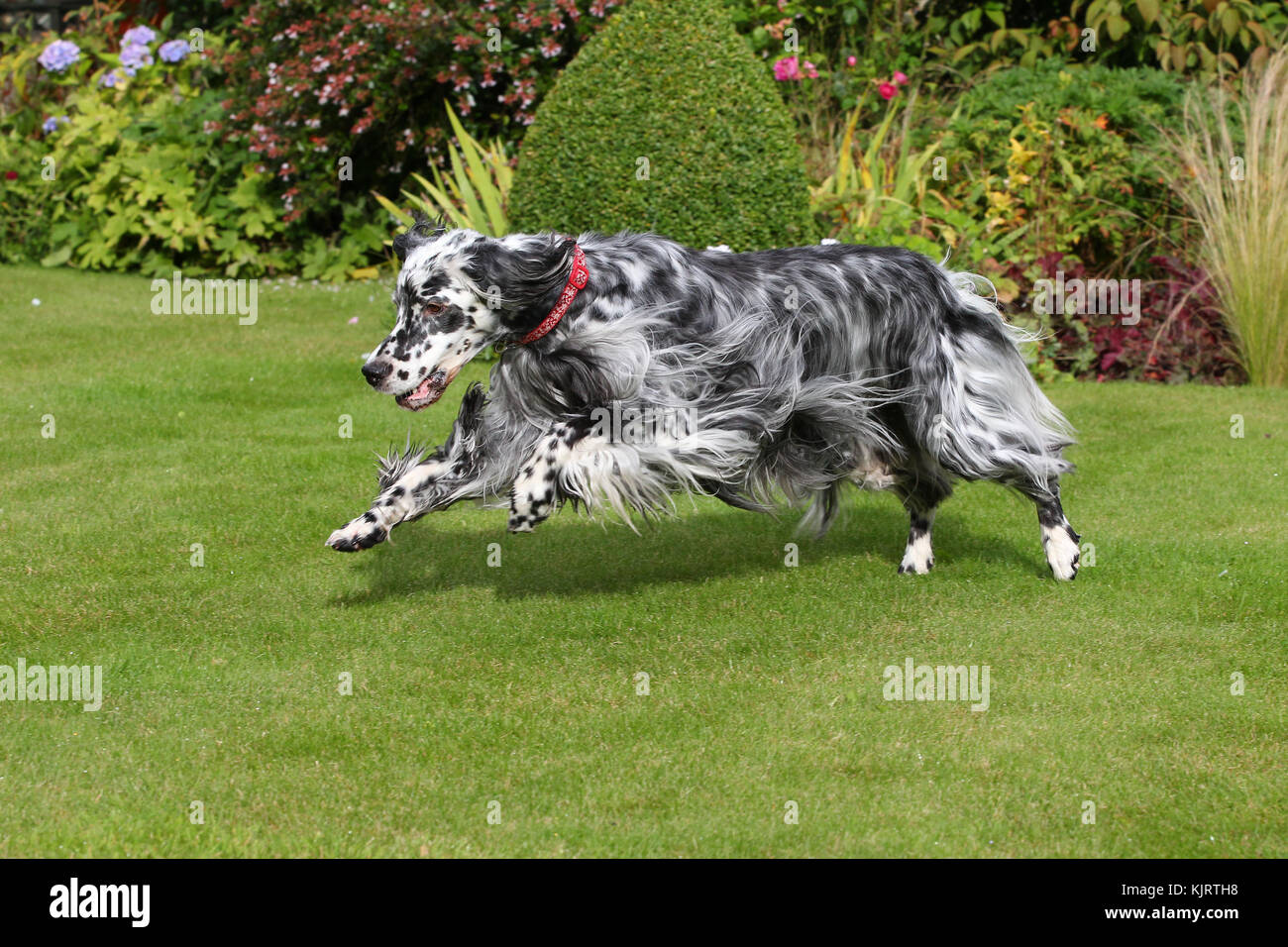 Setter - English English Setter Laverack Setter Stock Photo - Alamy