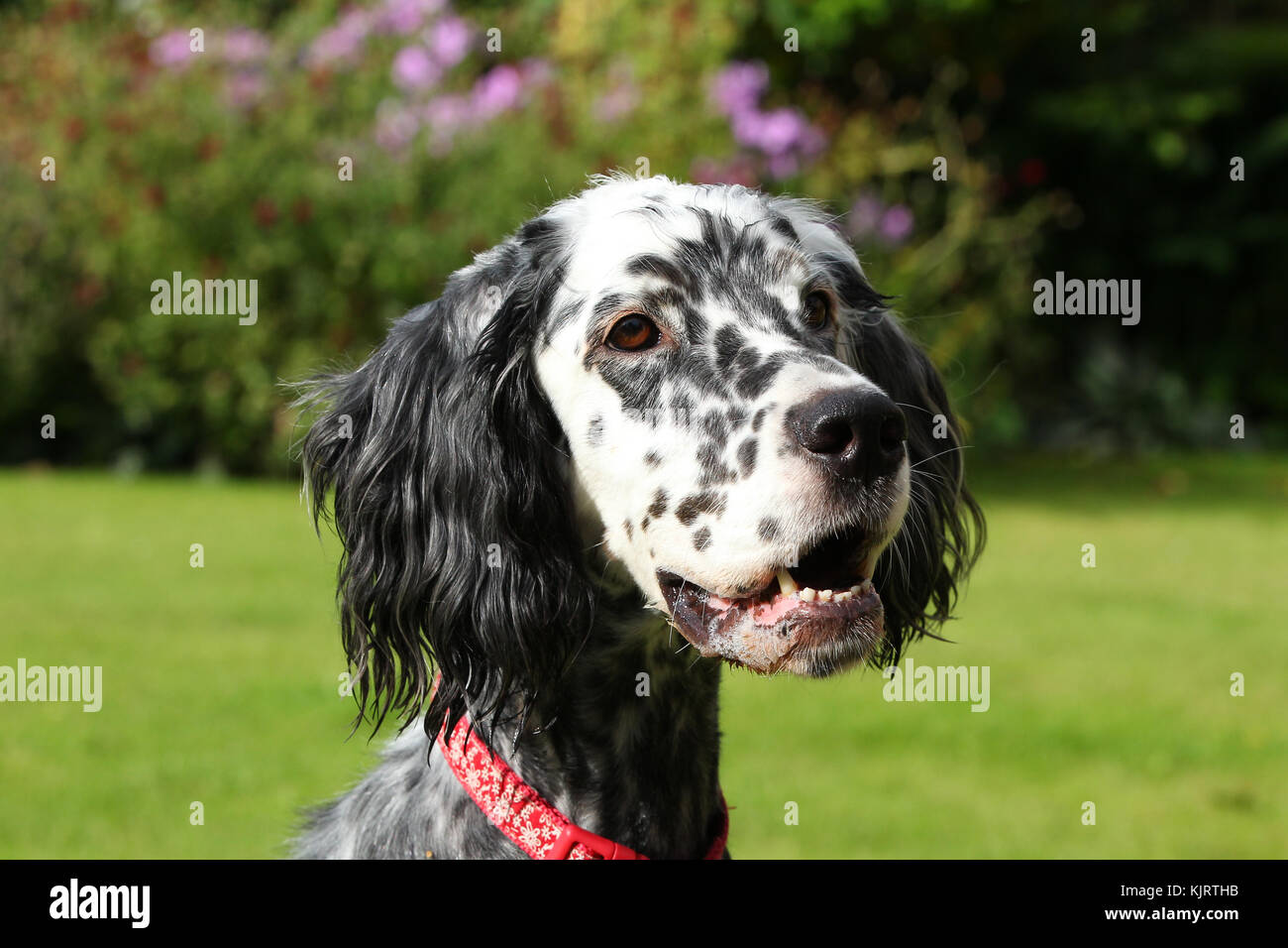 Setter laverack hi-res stock photography and images - Alamy