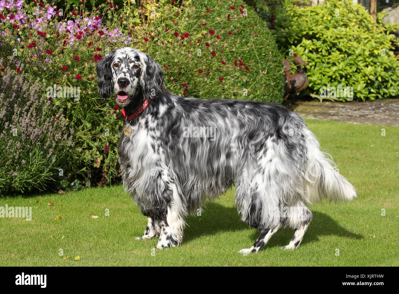 Setter - English English Setter Laverack Setter Stock Photo - Alamy