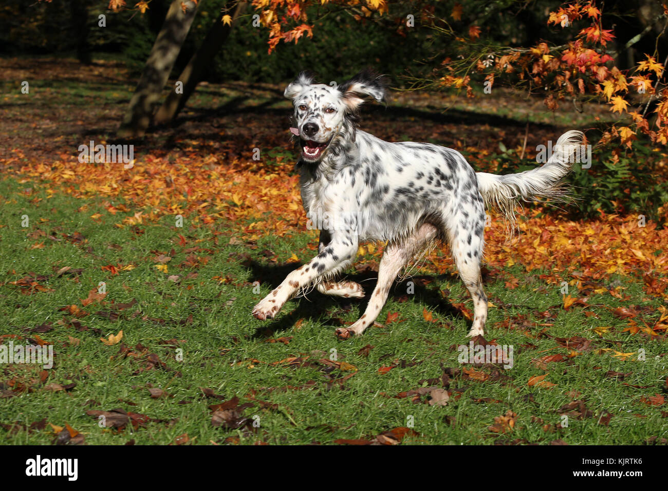 Blue belton english setter hi-res stock photography and images - Alamy