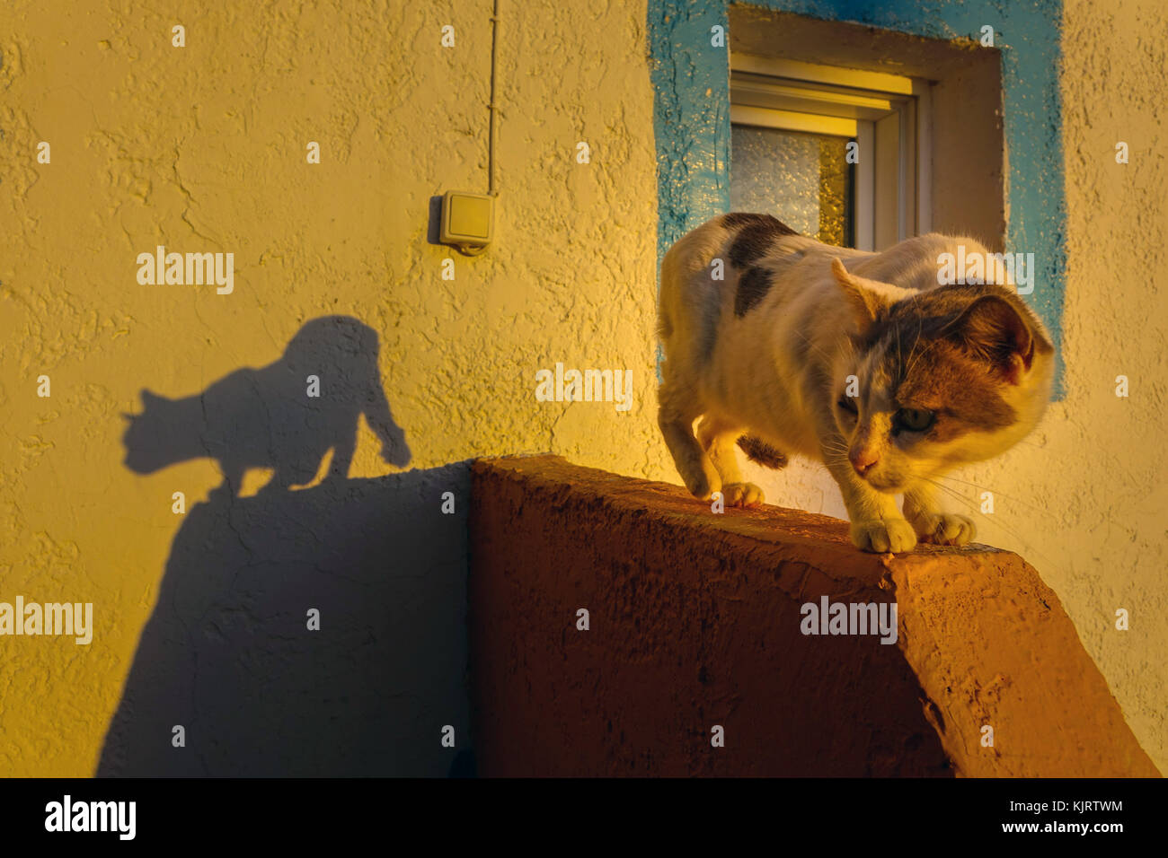 Crouching feral cat on wall with crouching shadow, Kalymnos, Greece ...