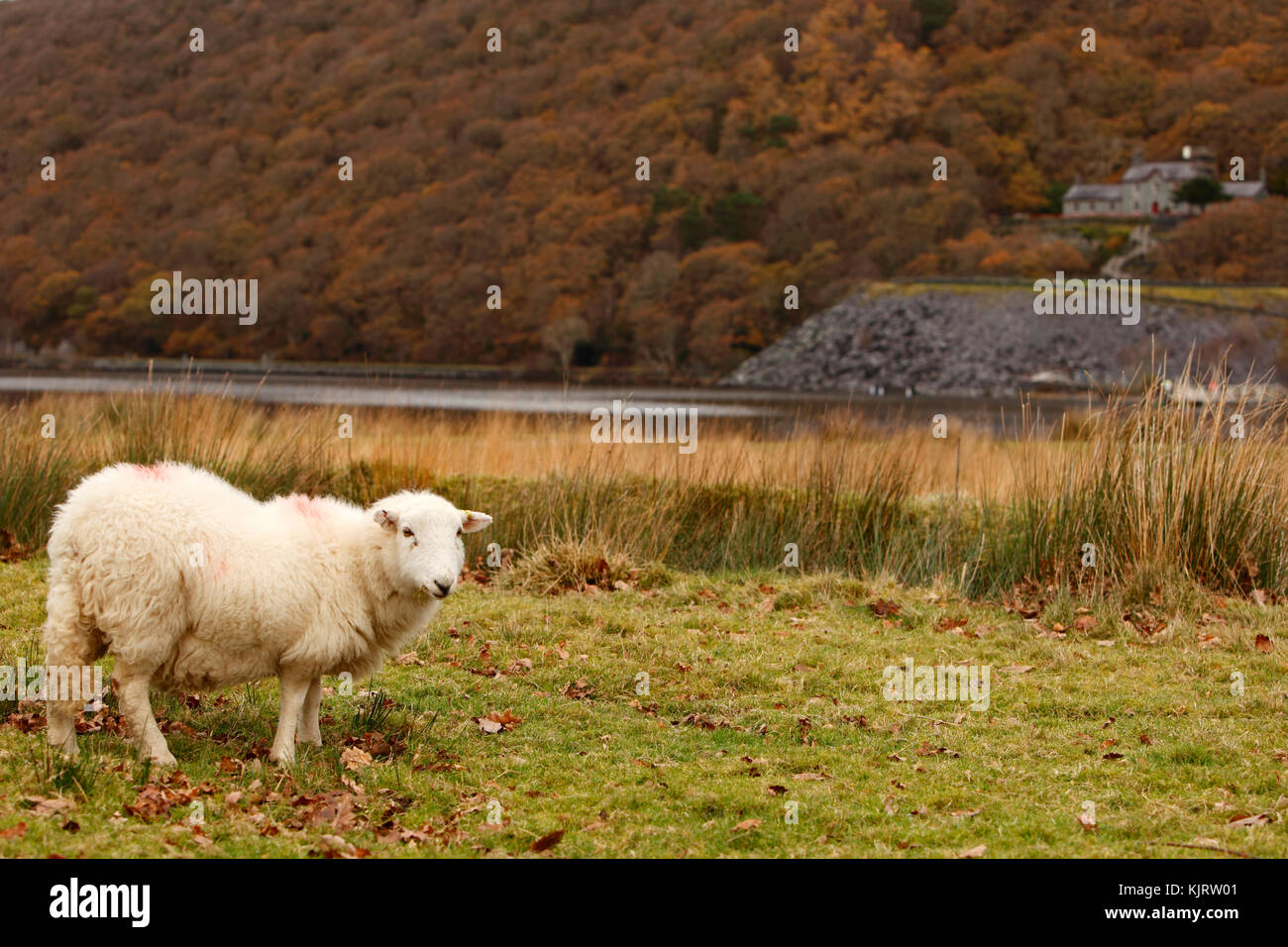 welsh mountain sheep in Snowdonia Stock Photo - Alamy
