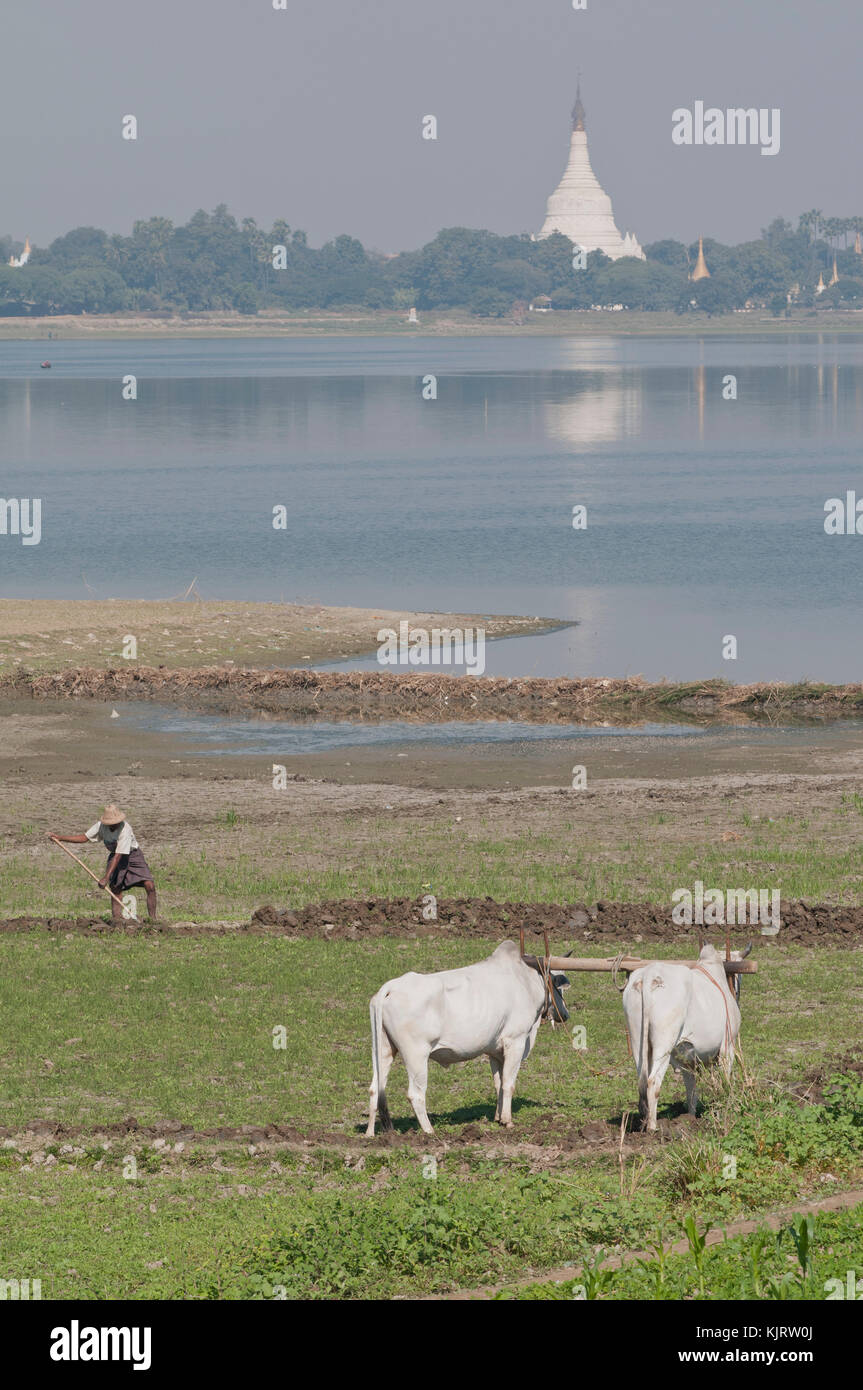 FARMER NEAR AMARAPURA ON THE IRRAWADY RIVER, MYANMAR (BURMA Stock Photo ...