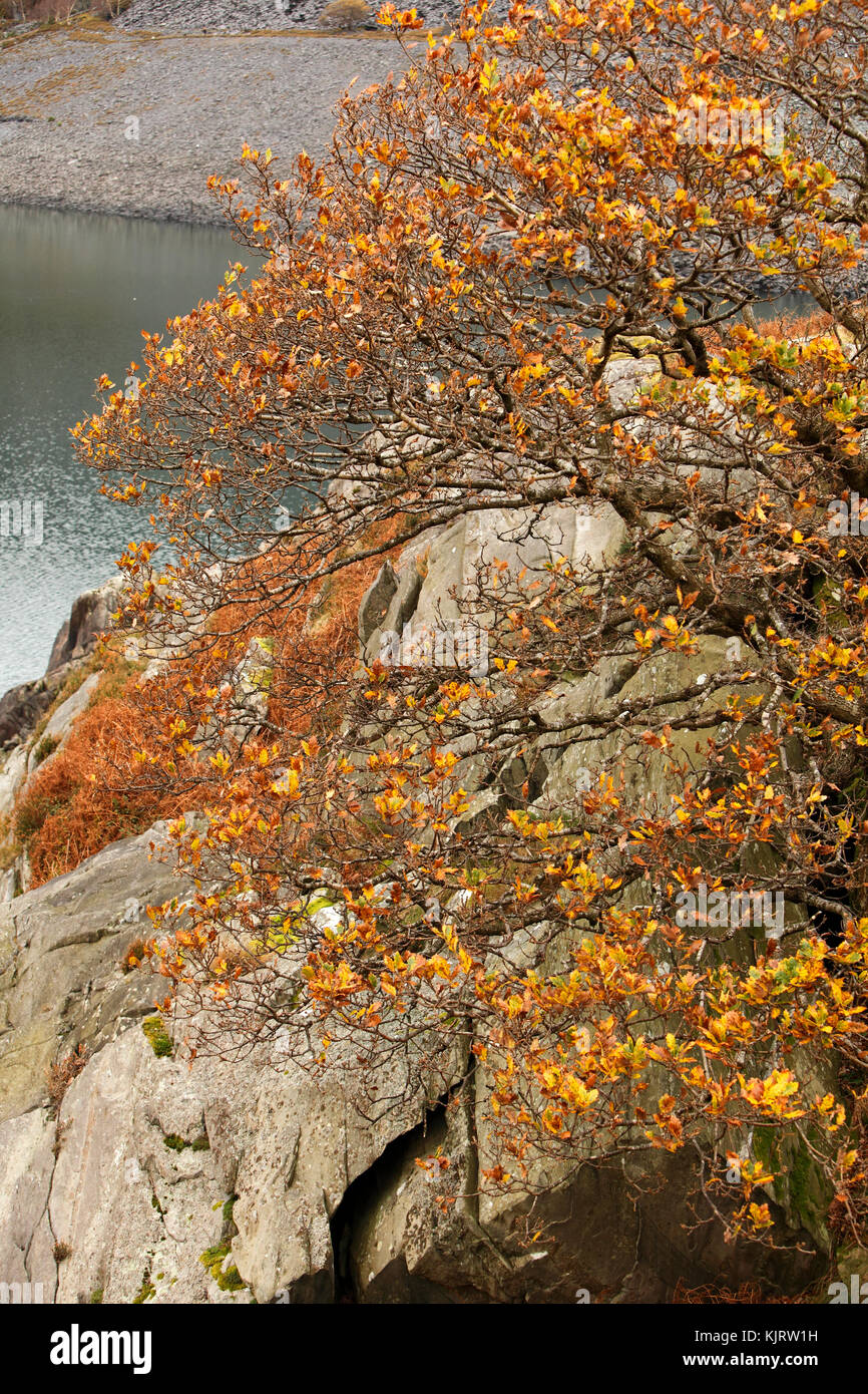 Autumn oak tree in a crevice in rocks by a lake Stock Photo - Alamy
