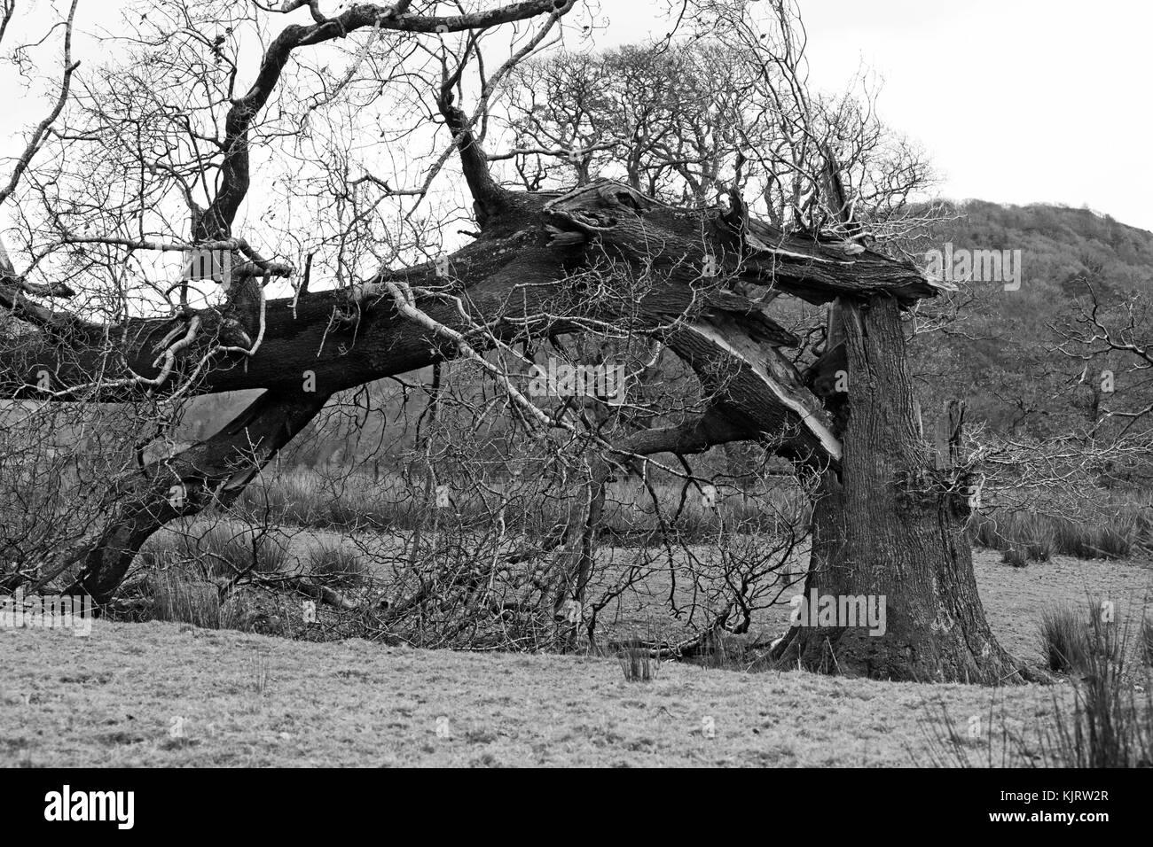 Snapped tree trunks hi-res stock photography and images - Alamy