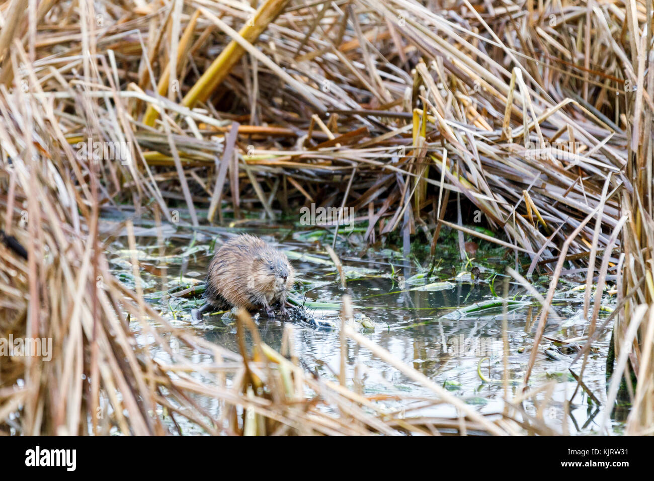 North American beaver sits in a water pool surrounded by hay bushes in ...