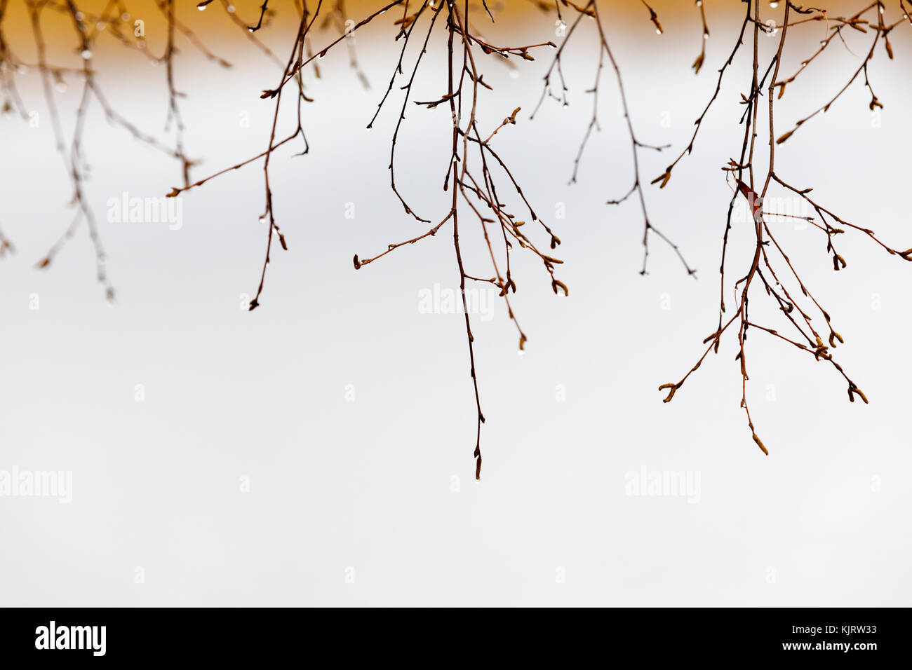 Closeup of hanging wet birch tree branches Stock Photo - Alamy