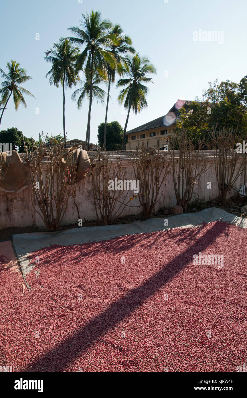 RED BEANS DRYING IN THE SUN IN A VILLAGE NEAR MANDALAY ON THE IRRAWADY ...