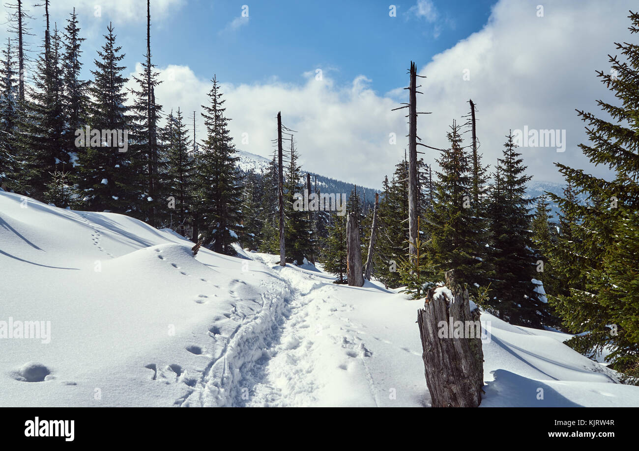 Snow-covered tourist trail in the Giant Mountains in Poland Stock Photo ...