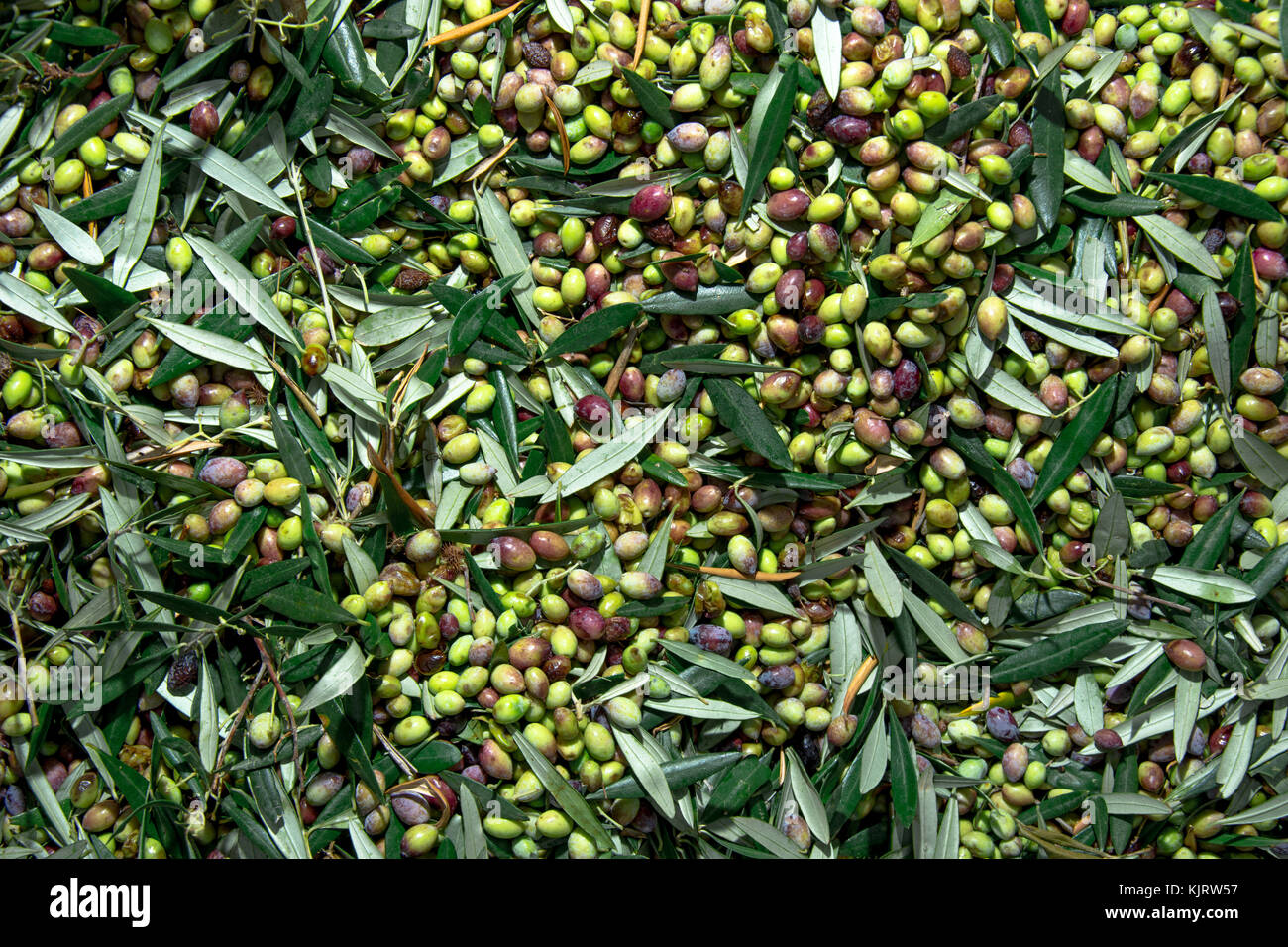 Harvested fresh olives for olive oil production, Crete, Greece Stock ...