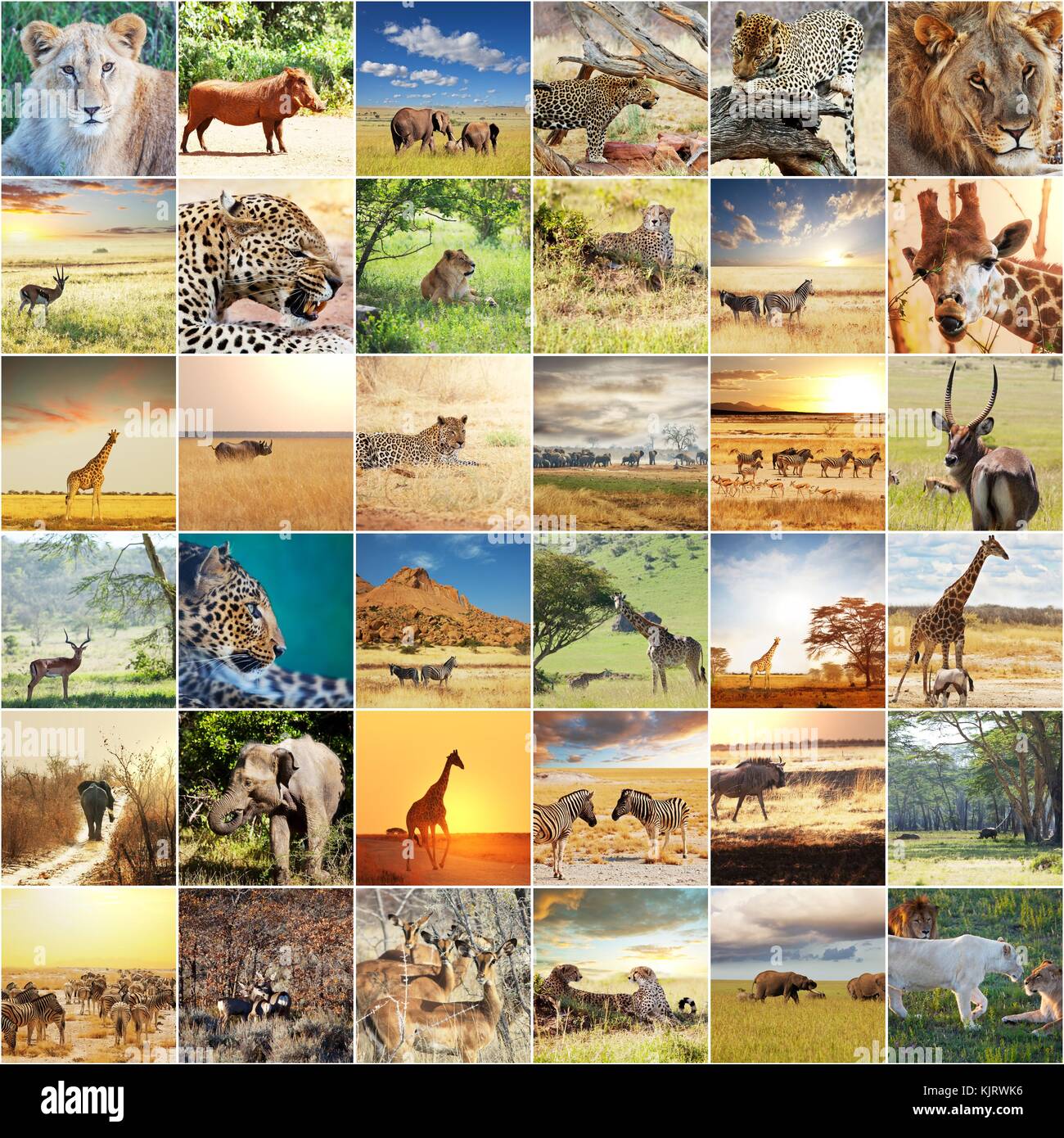 african safari collages Stock Photo - Alamy