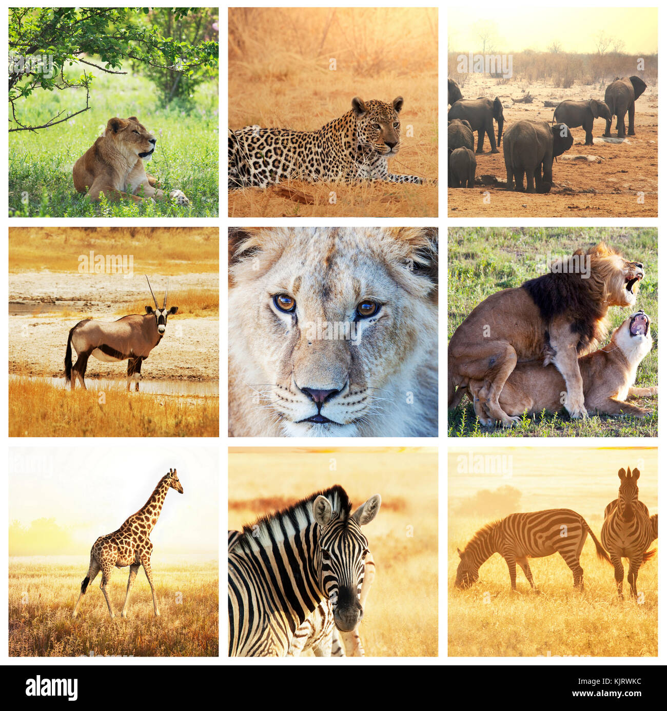 african safari collages Stock Photo - Alamy