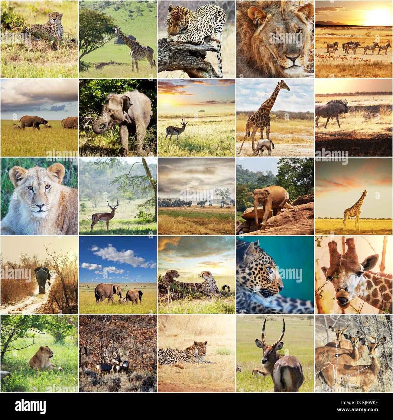 african safari collages Stock Photo - Alamy