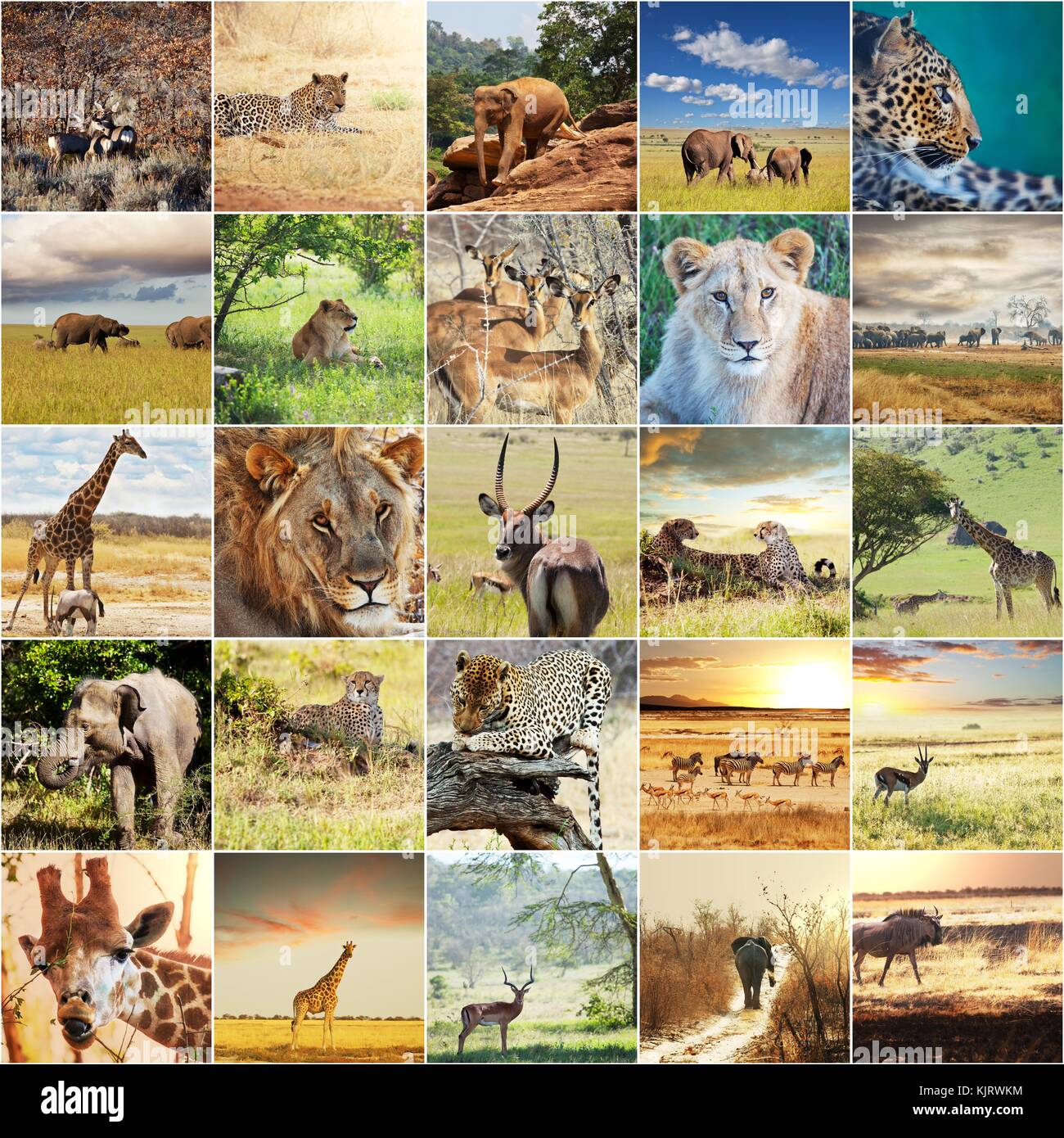 african safari collages Stock Photo - Alamy