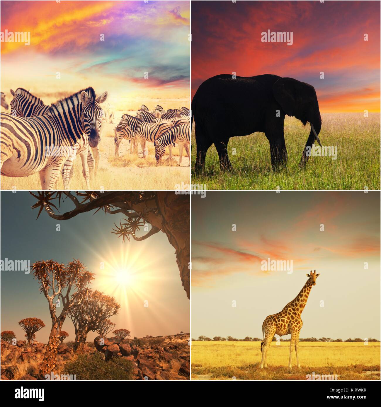African desert collage hi-res stock photography and images - Alamy