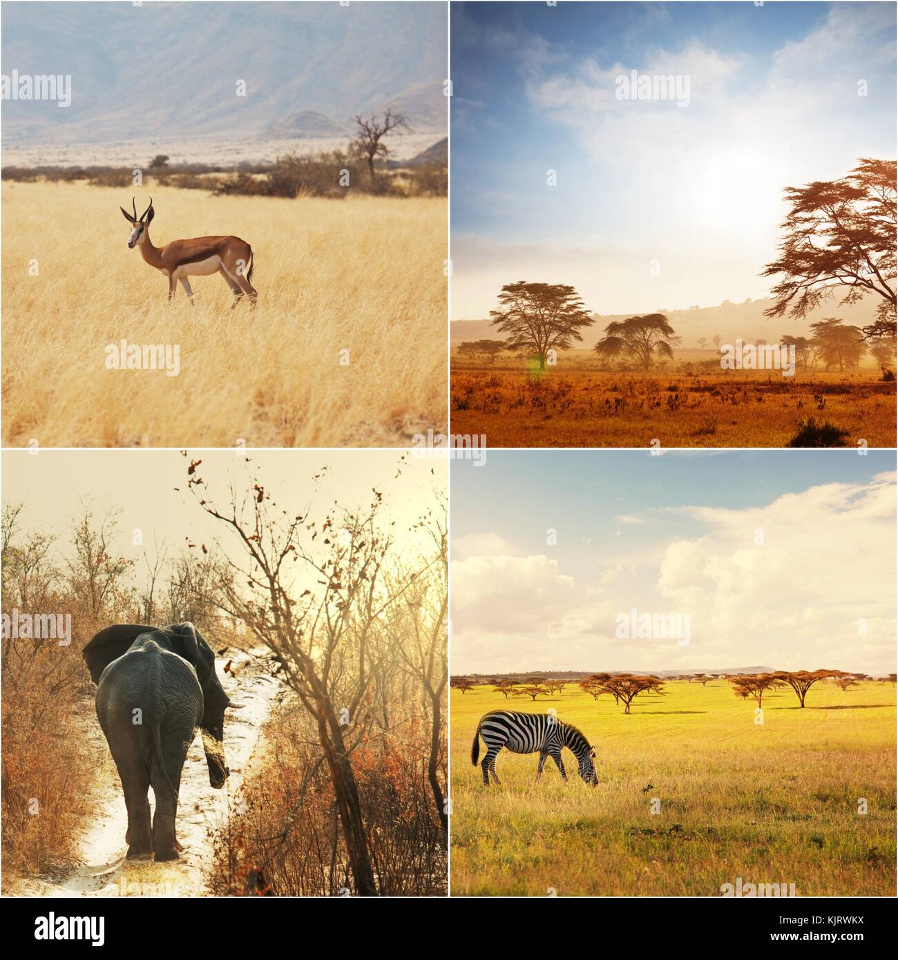African wild animals safari collage hi-res stock photography and images ...