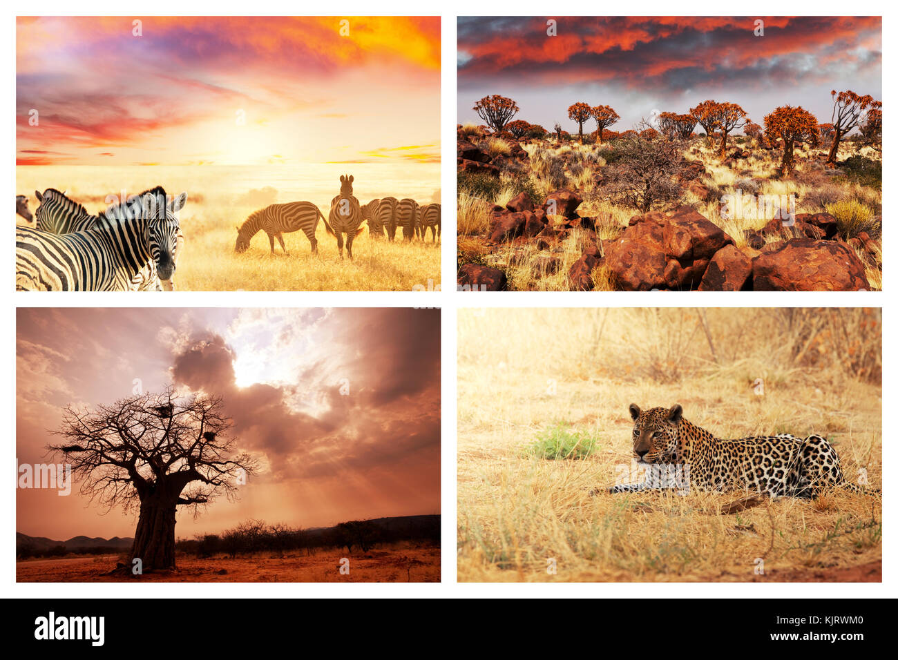 african safari collages Stock Photo - Alamy
