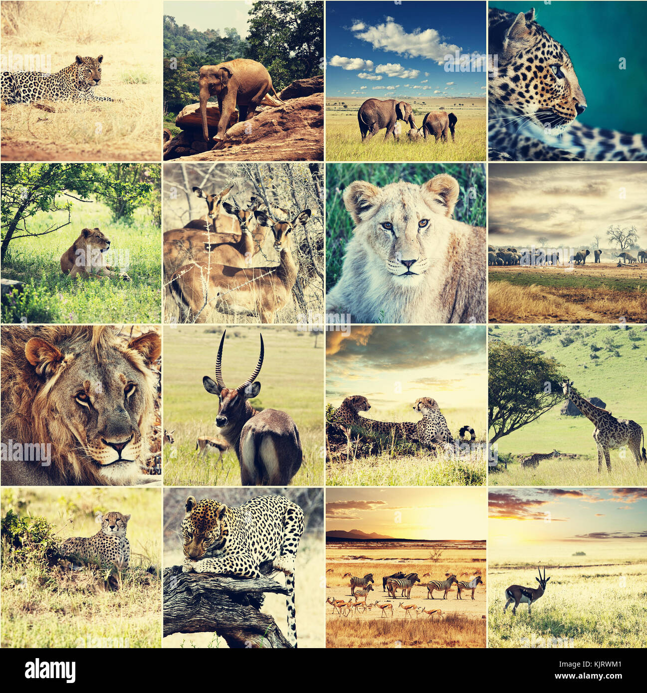 african safari collages Stock Photo - Alamy