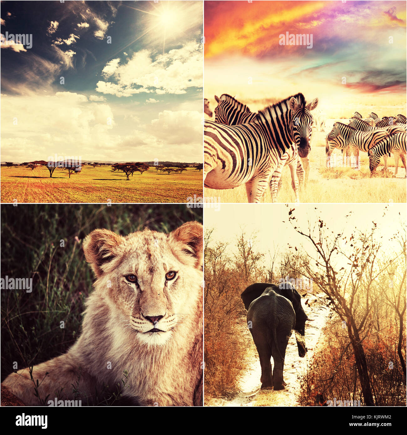 african safari collages Stock Photo - Alamy