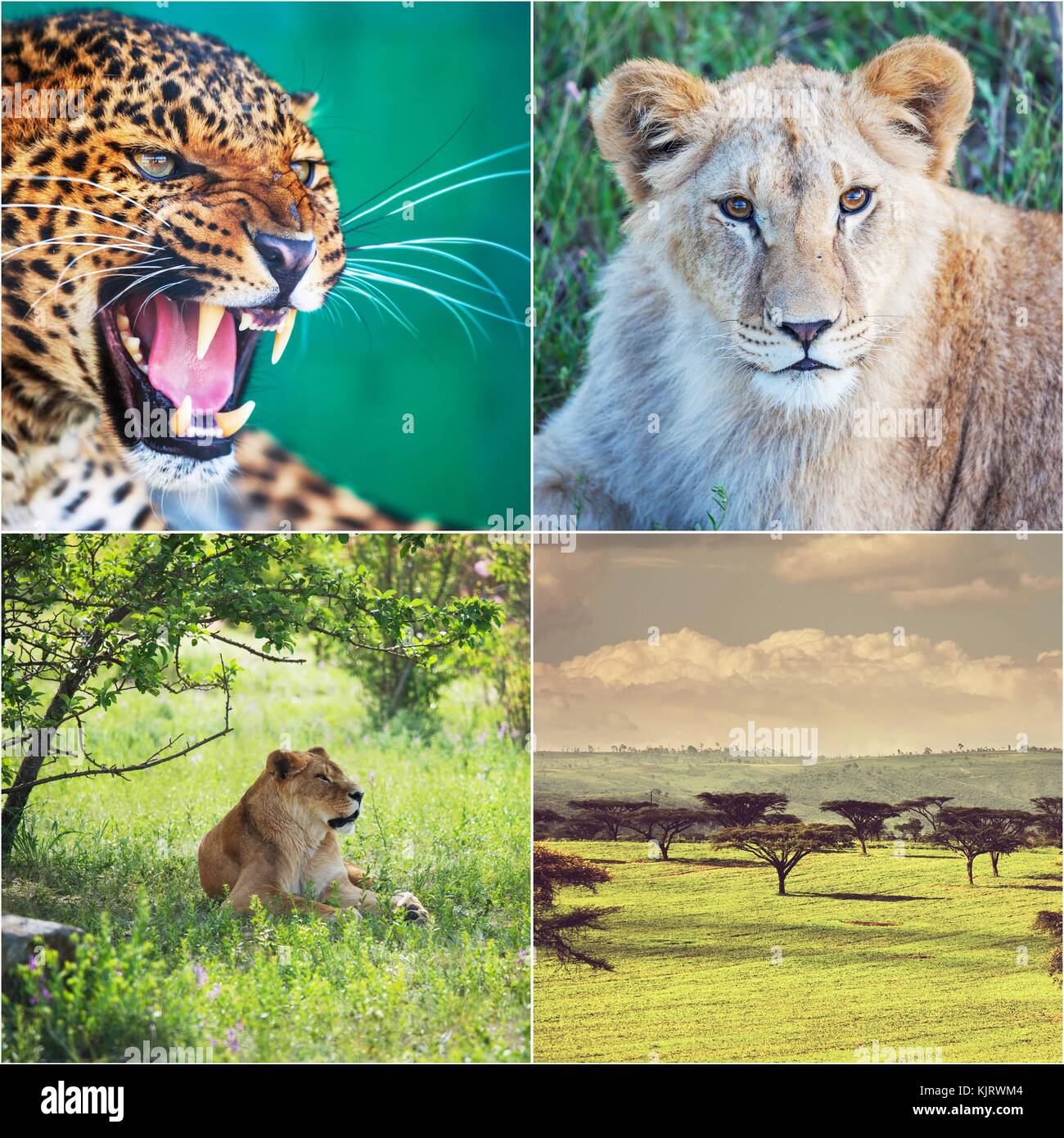 african safari collages Stock Photo - Alamy
