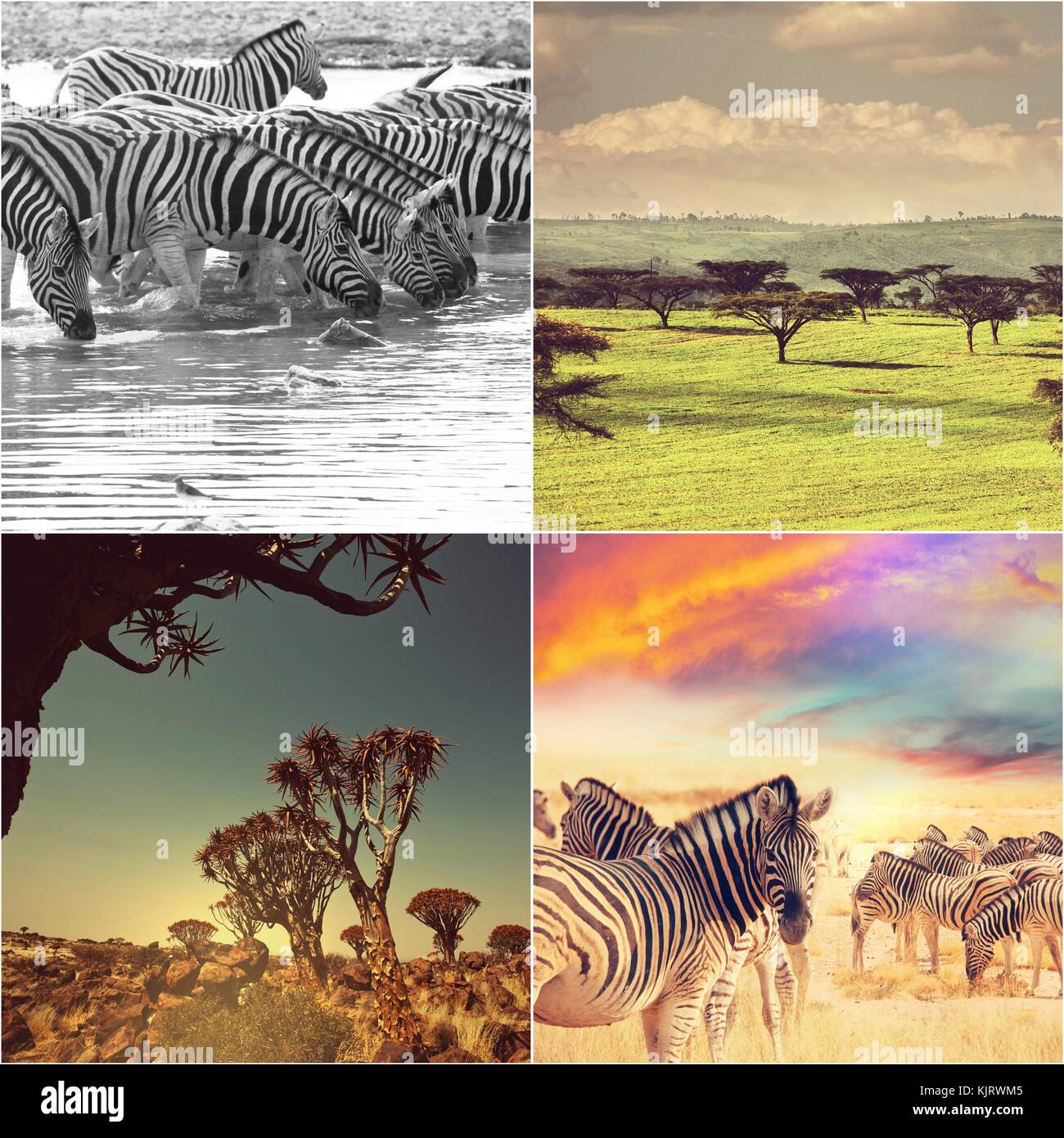 african safari collages Stock Photo - Alamy