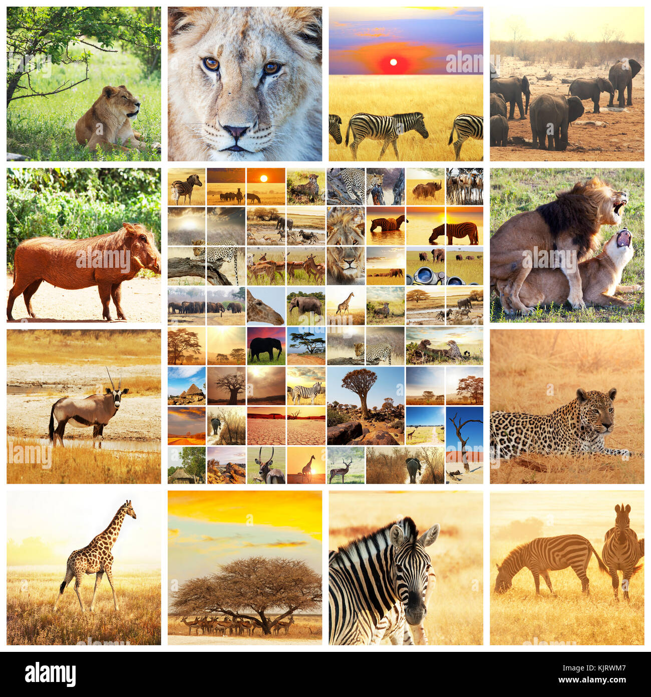 african safari collages Stock Photo - Alamy