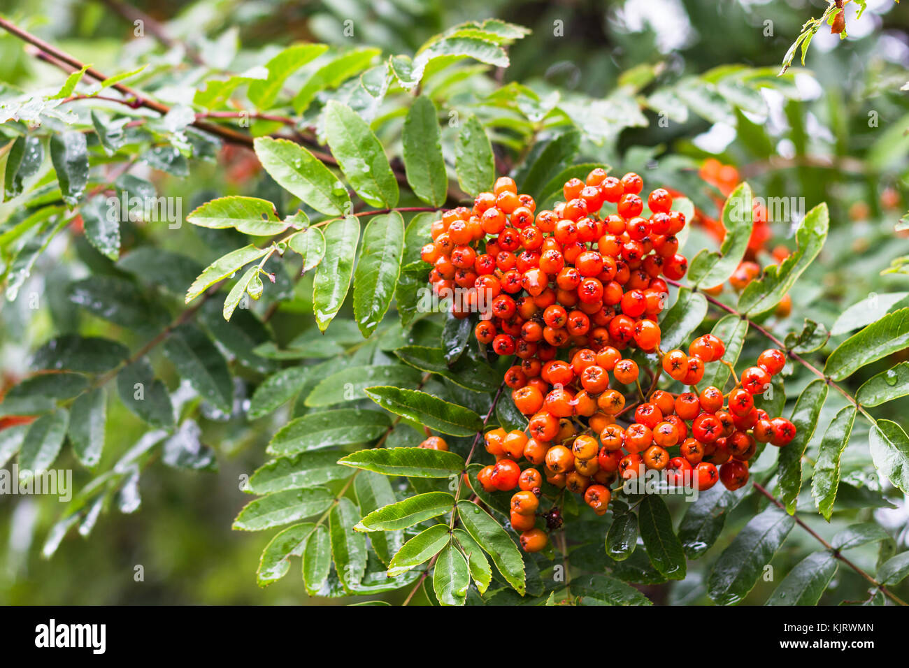 travel to Iceland - ripe fruits of Rowan tree in rain in public family ...