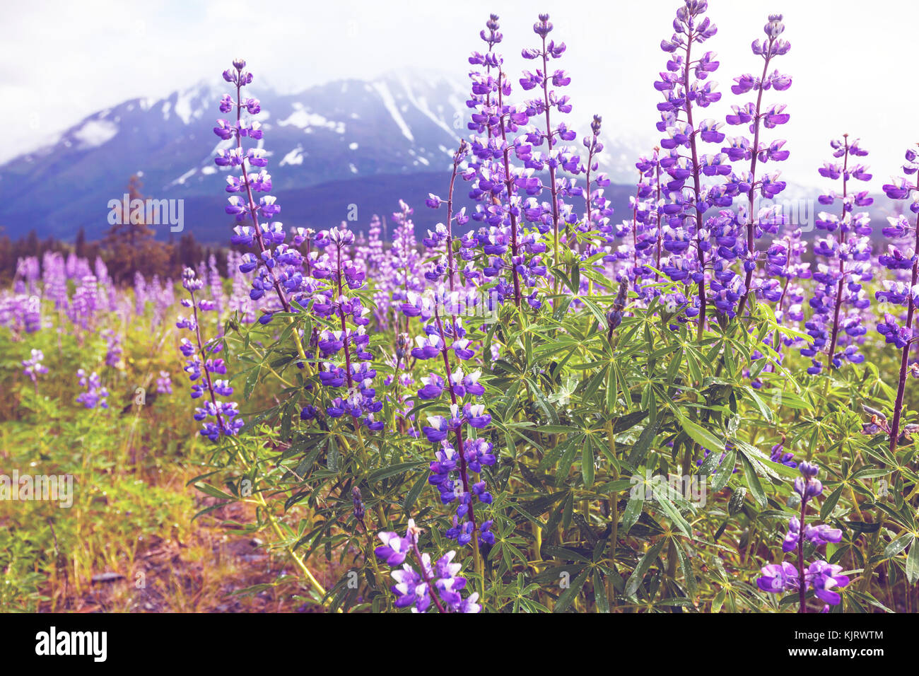 Mountain meadow in Alaska Stock Photo - Alamy