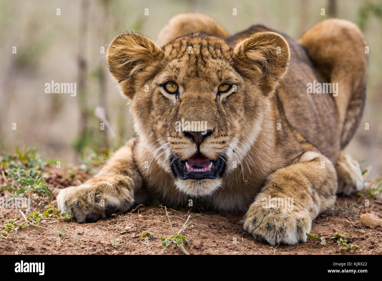 Young male lion, funny but dangerous look, blink eye, ooking straight ...