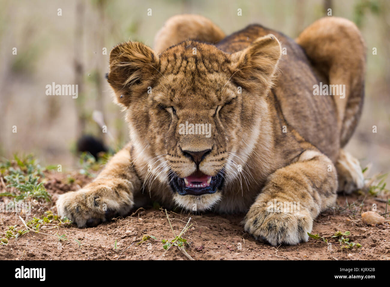 Young male lion, funny but dangerous look, blink eye, wiggle ear ...