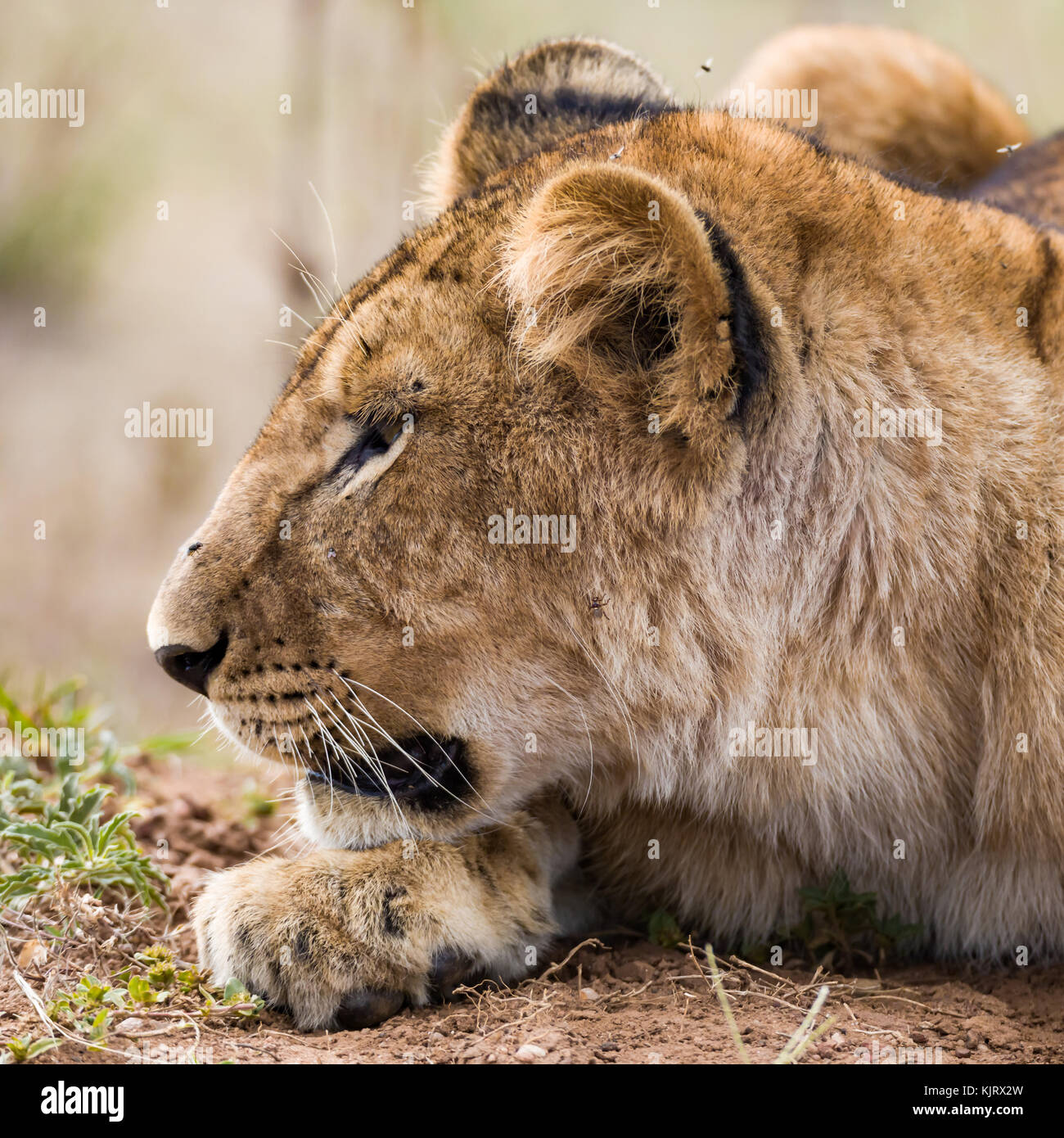 Male lion head shot profile hi-res stock photography and images - Alamy