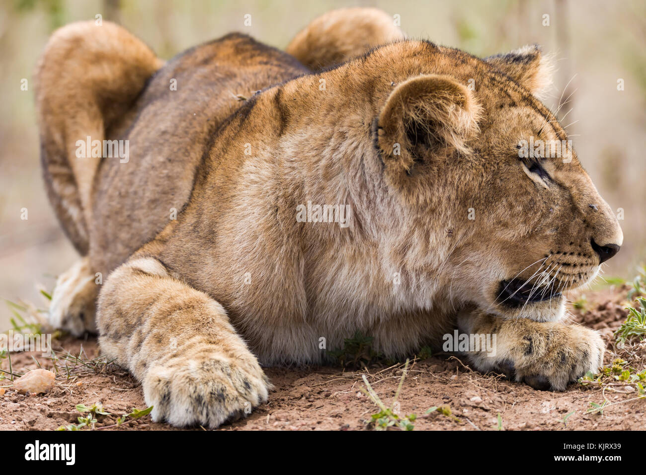Male lion head shot profile hi-res stock photography and images - Alamy