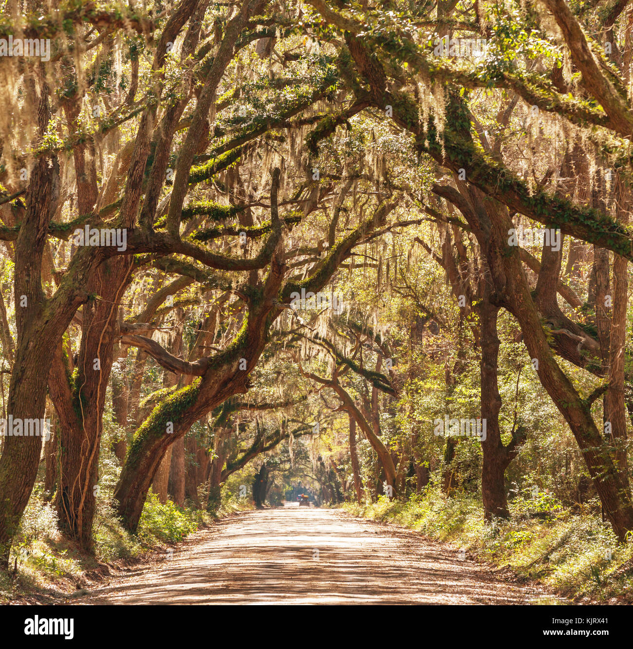 Trees tunnel -Botany Bay,South Carolina Stock Photo - Alamy