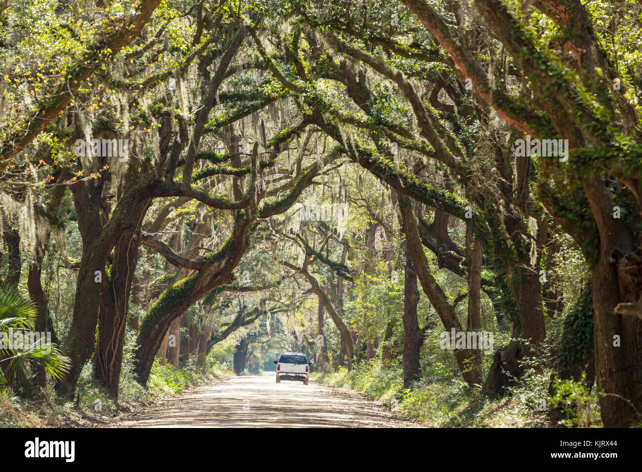 Trees tunnel -Botany Bay,South Carolina Stock Photo - Alamy