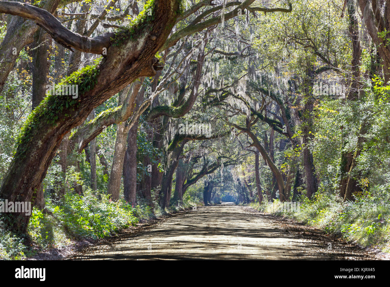 Trees tunnel -Botany Bay,South Carolina Stock Photo - Alamy