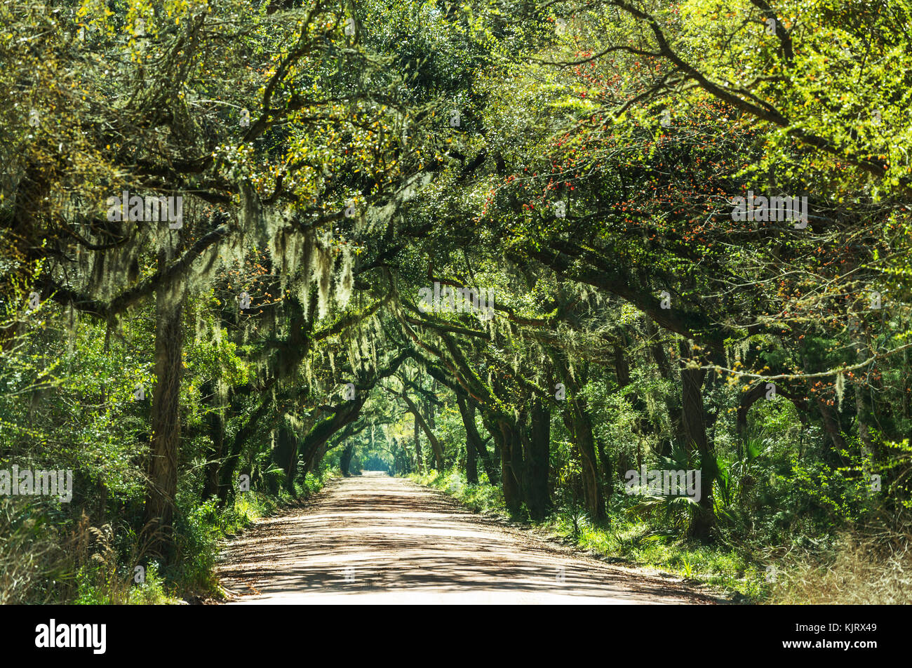 Trees tunnel -Botany Bay,South Carolina Stock Photo - Alamy