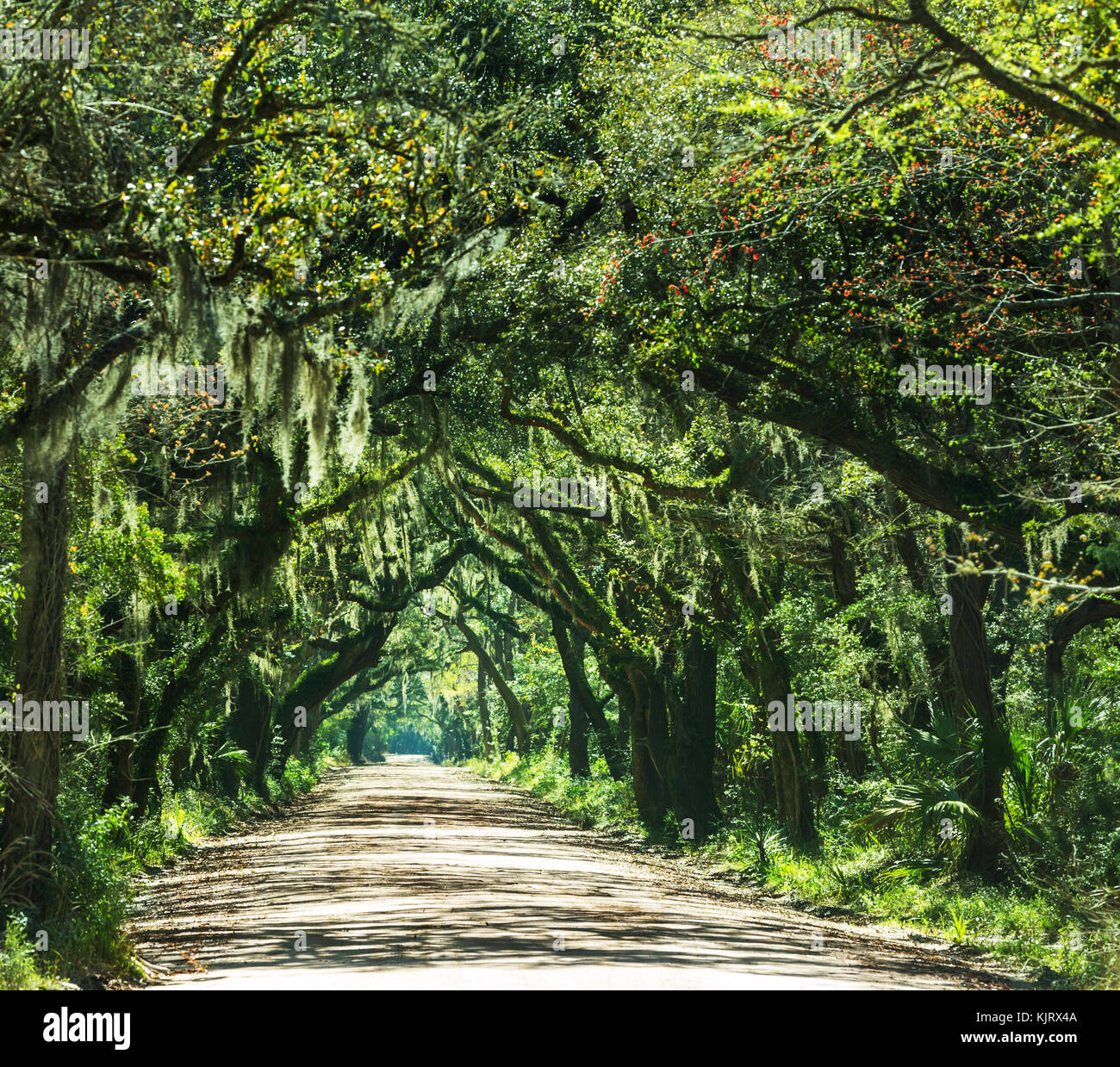 Trees tunnel -Botany Bay,South Carolina Stock Photo - Alamy