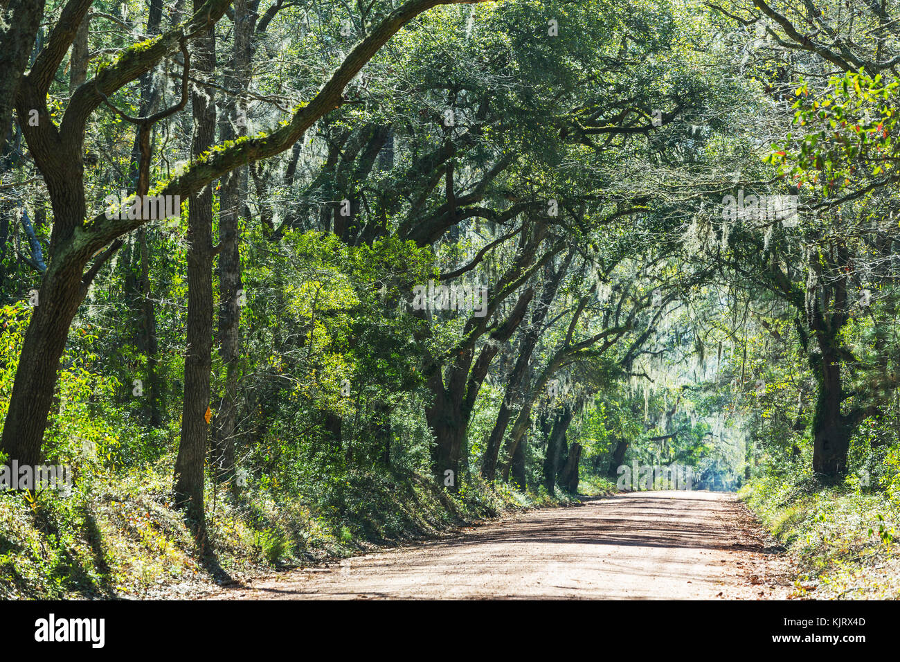 Trees tunnel -Botany Bay,South Carolina Stock Photo - Alamy