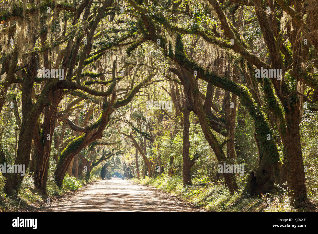Trees tunnel -Botany Bay,South Carolina Stock Photo - Alamy