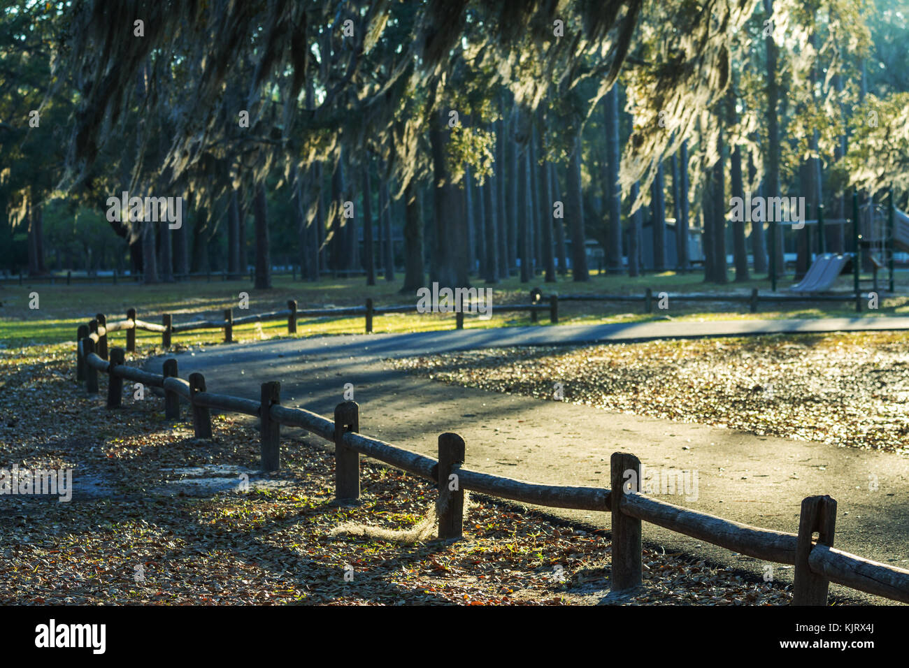 Trees tunnel -Botany Bay,South Carolina Stock Photo - Alamy