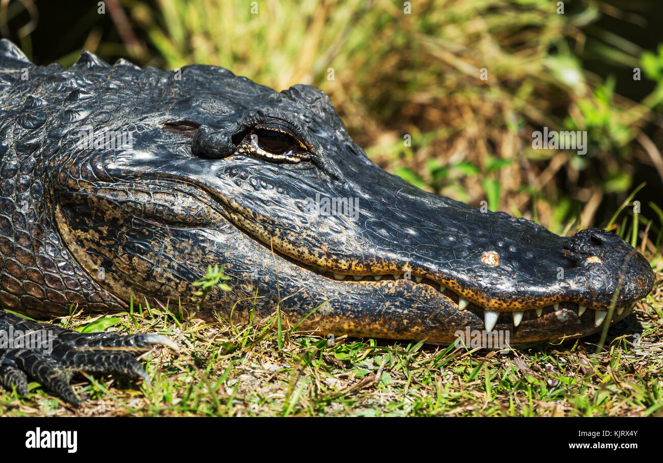 Alligator in Florida Stock Photo - Alamy