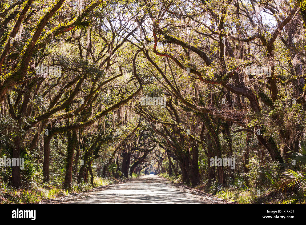 Trees tunnel -Botany Bay,South Carolina Stock Photo - Alamy