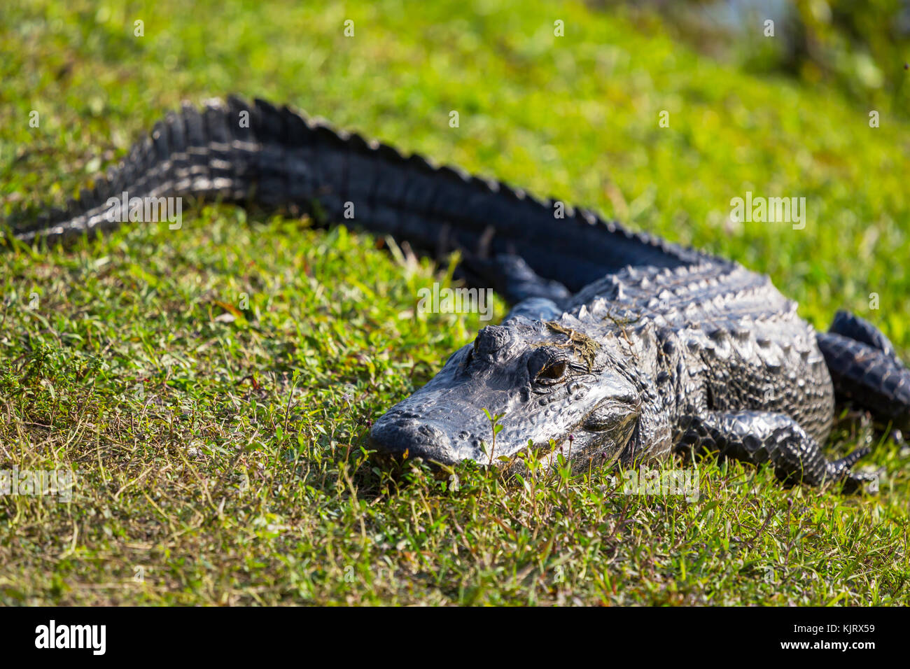 Alligator in Florida Stock Photo - Alamy
