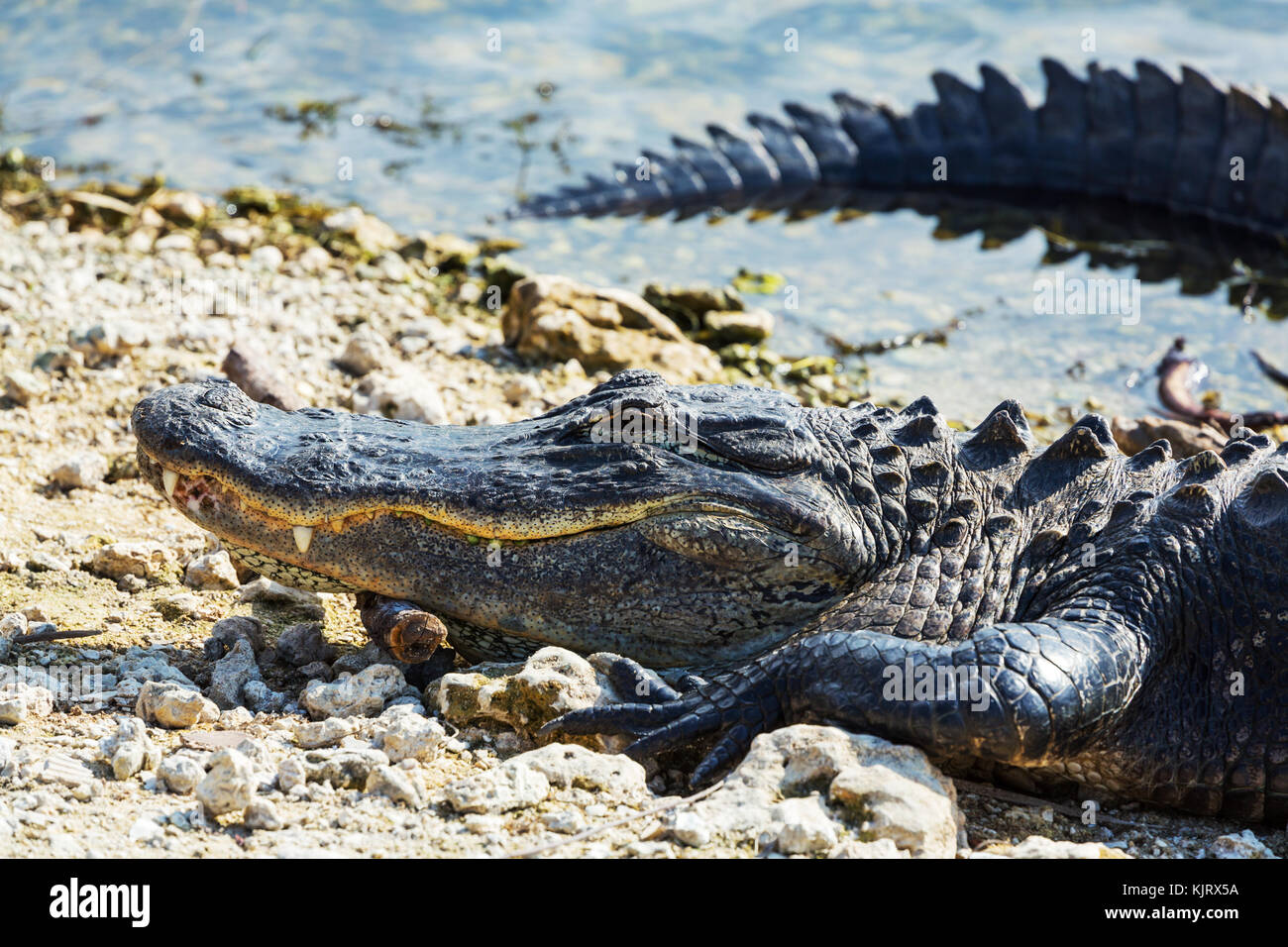 Alligator in Florida Stock Photo - Alamy