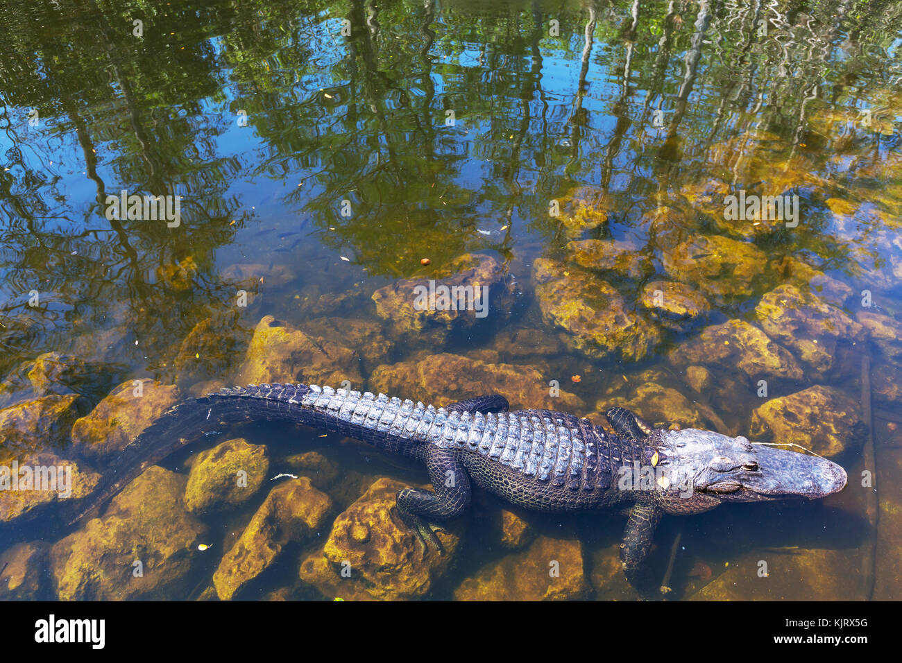 Alligator in Florida Stock Photo - Alamy