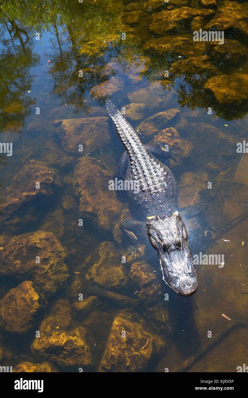 Alligator in Florida Stock Photo - Alamy