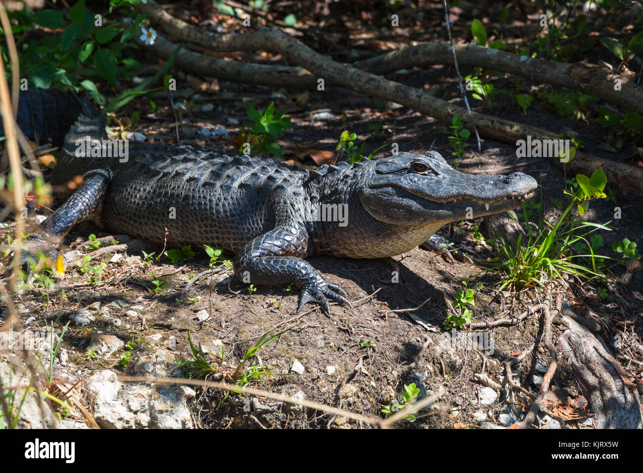 Alligator in Florida Stock Photo - Alamy
