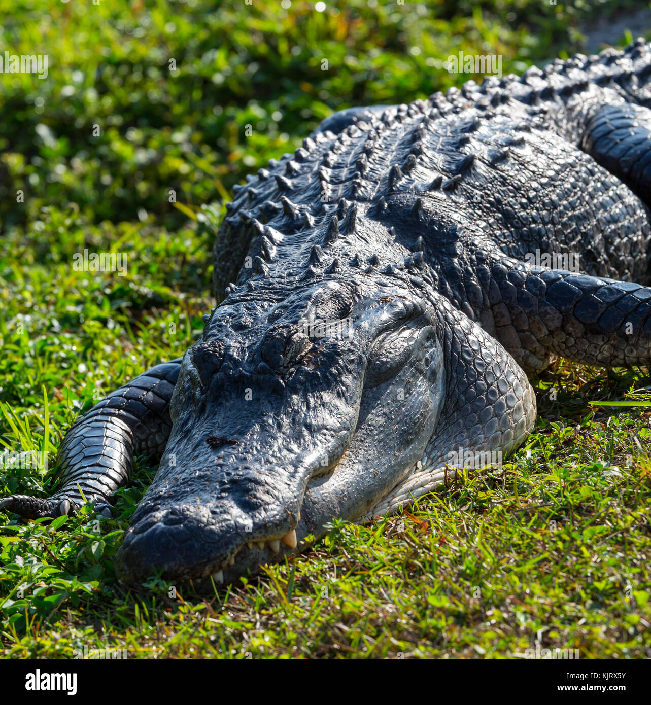 Alligator in Florida Stock Photo - Alamy